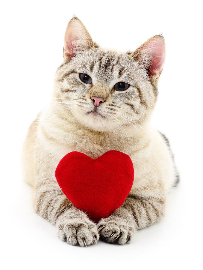 2,089 Cat Heart Shape Stock Photos - Free & Royalty-Free Stock Photos ...