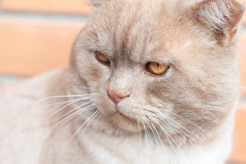 Cat, Red, Light, Eyes, Animal, Pet, Cute Stock Image - Image of smart ...