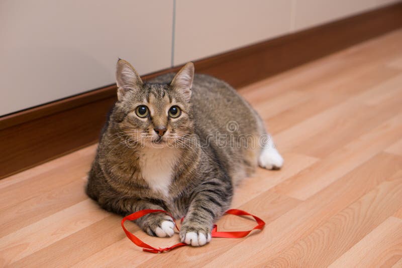 Cat with a red ribbon stock photo. Image of play, domestic - 80300144