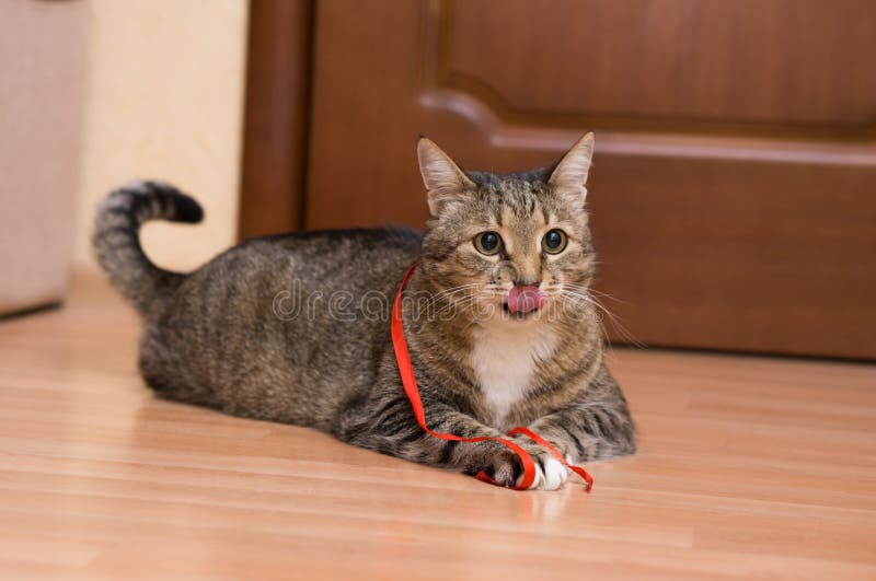 Cat with a red ribbon stock photo. Image of hair, look - 80300184