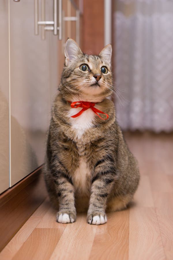 Cat with a red ribbon stock photo. Image of mammal, curious - 80300266