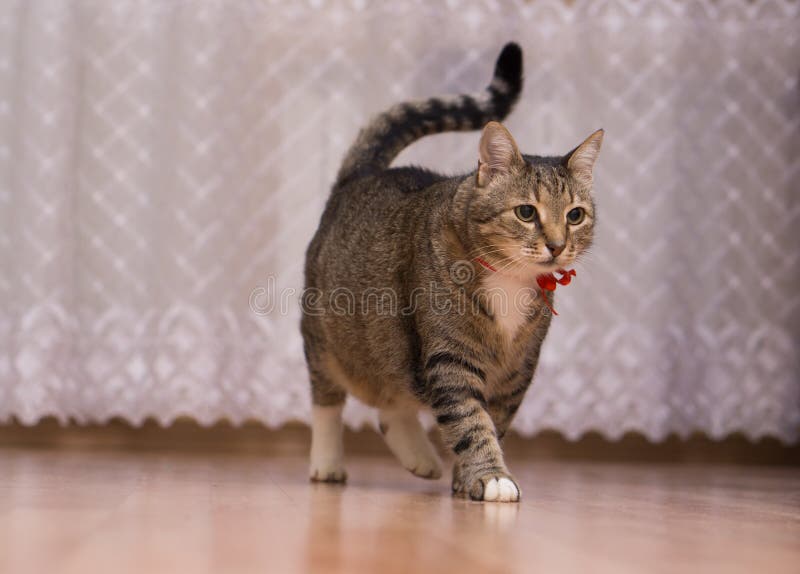 Cat with a red ribbon stock image. Image of adorable - 80300267