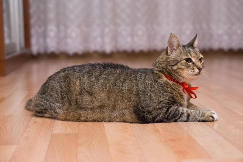 Cat with a red ribbon stock image. Image of domestic - 80300297