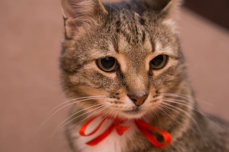 Cat with a red ribbon stock image. Image of animal, play - 80300343