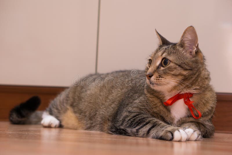 Cat with a red ribbon stock image. Image of ribbon, happy - 80300365