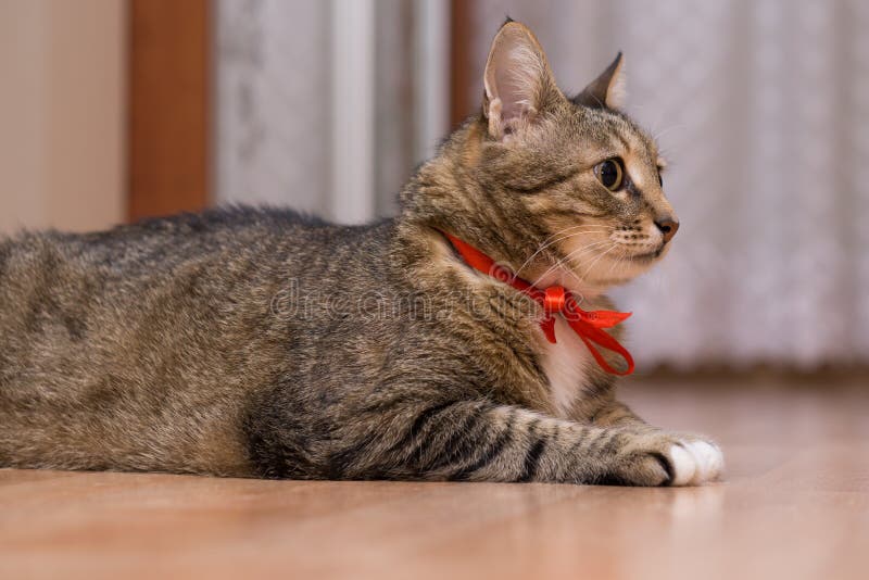 Cat with a red ribbon stock photo. Image of home, adorable - 80300338
