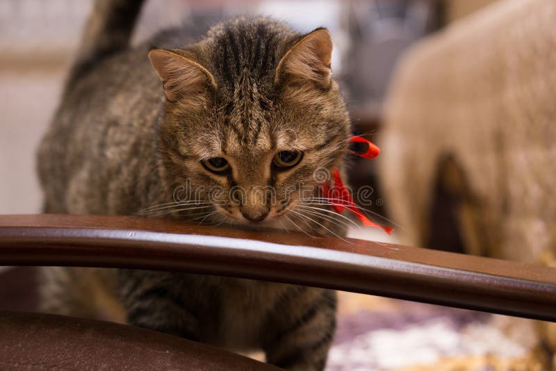 Cat with a red ribbon stock image. Image of look, house - 80300385