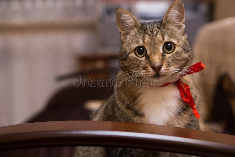 Cat with a red ribbon stock image. Image of playful, domestic - 80300423
