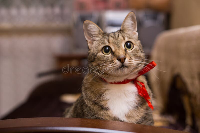 Cat with a red ribbon stock image. Image of life, feline - 80300511