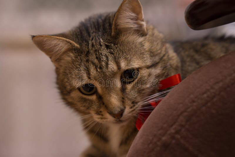 Cat with a red ribbon stock photo. Image of house, home - 80300522