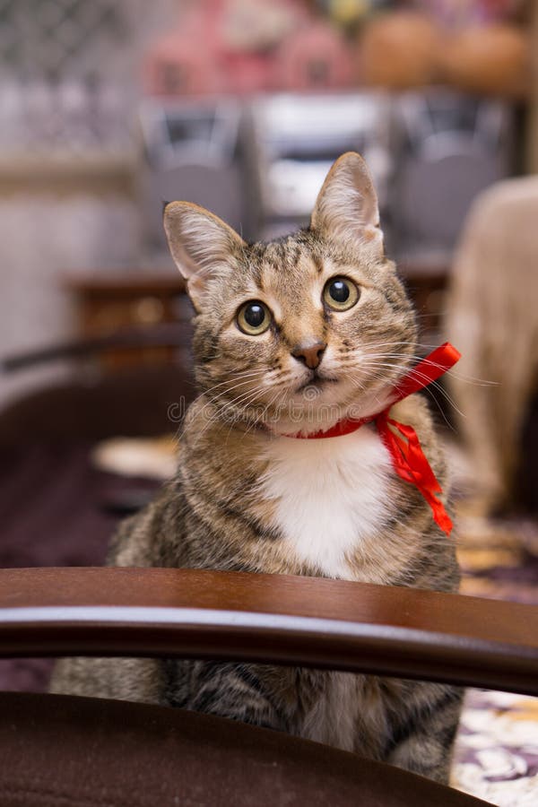 Cat with a red ribbon stock photo. Image of domestic - 80300526