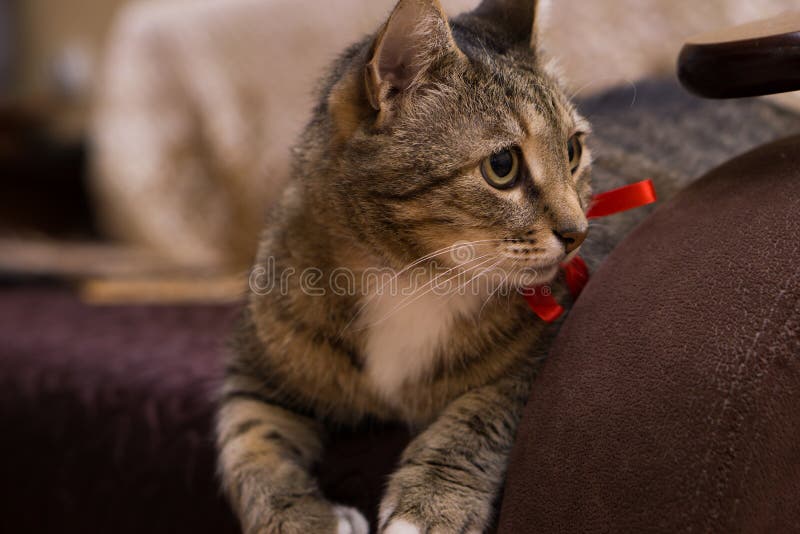 Cat with a red ribbon stock photo. Image of feline, ribbon - 80300538