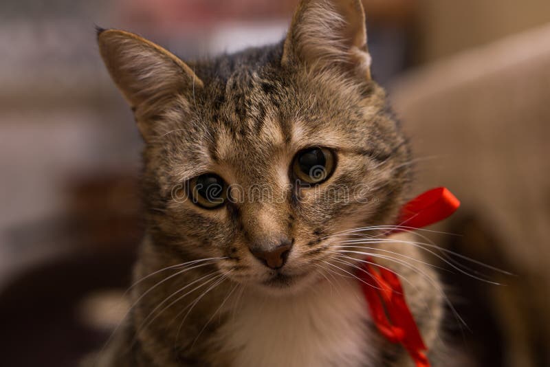 Cat with a red ribbon stock image. Image of domestic - 80300297
