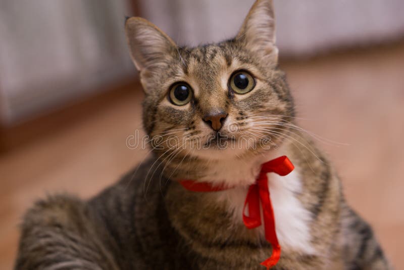 Cat with a red ribbon stock photo. Image of mammal, pretty - 80300346