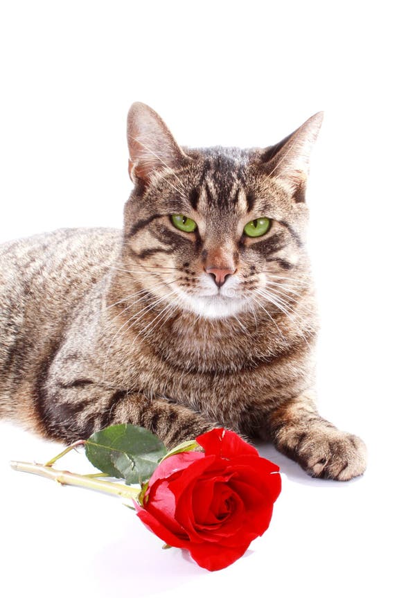 Cat with red rose stock image. Image of rose, pretty - 18868585