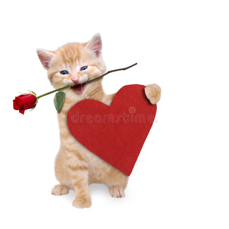 Cat with a Red Rose and Red Heart Stock Photo - Image of valentines ...