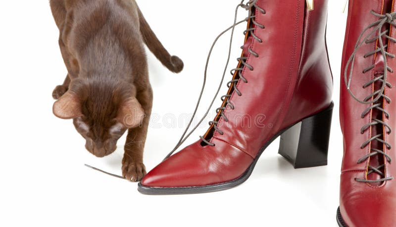 Cat and red shoes stock image. Image of boots, foot - 205517815