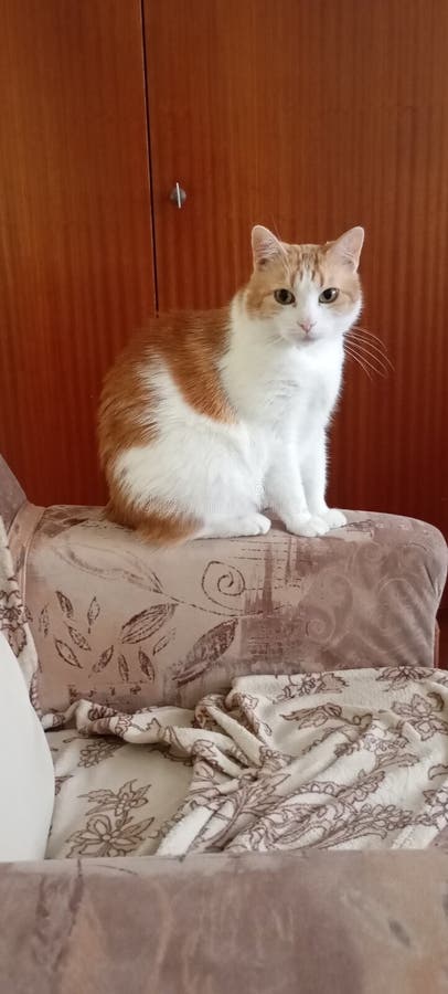 Cat stock image. Image of carnivore, animal, wildcat - 362847711