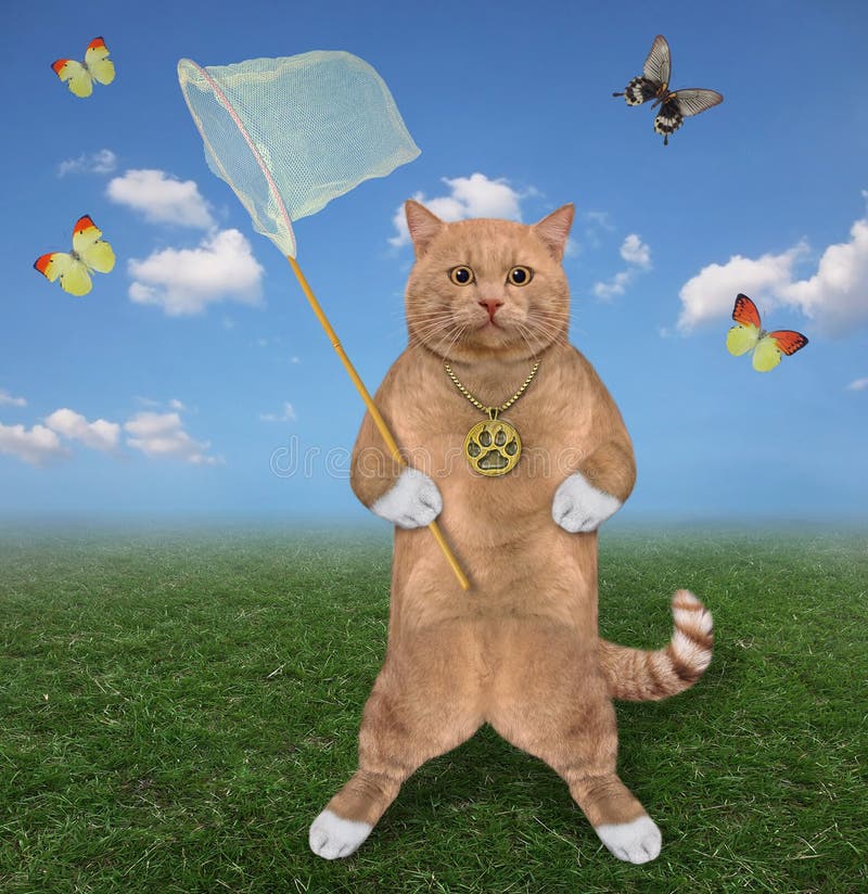 170 Cat Catch Butterfly Silhouette Stock Photos - Free & Royalty-Free ...