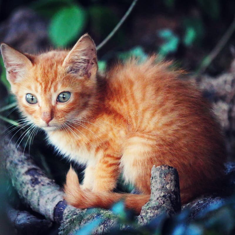 Cat reddish nature stock image. Image of reddish, reserve - 97676331