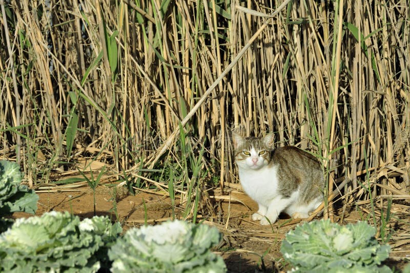 Cat in the reed stock photo. Image of green, reed, vegetation - 30435584