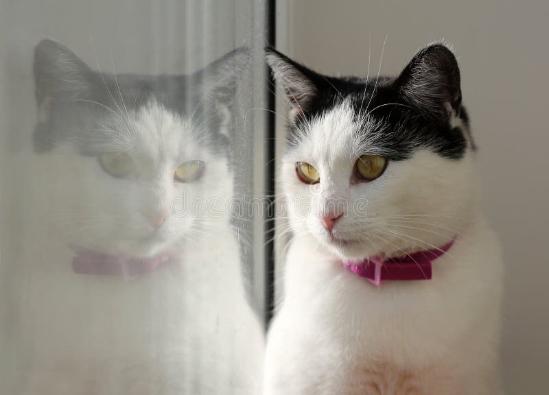Cat reflected in glass. stock photo. Image of walk, whiskers - 340304032