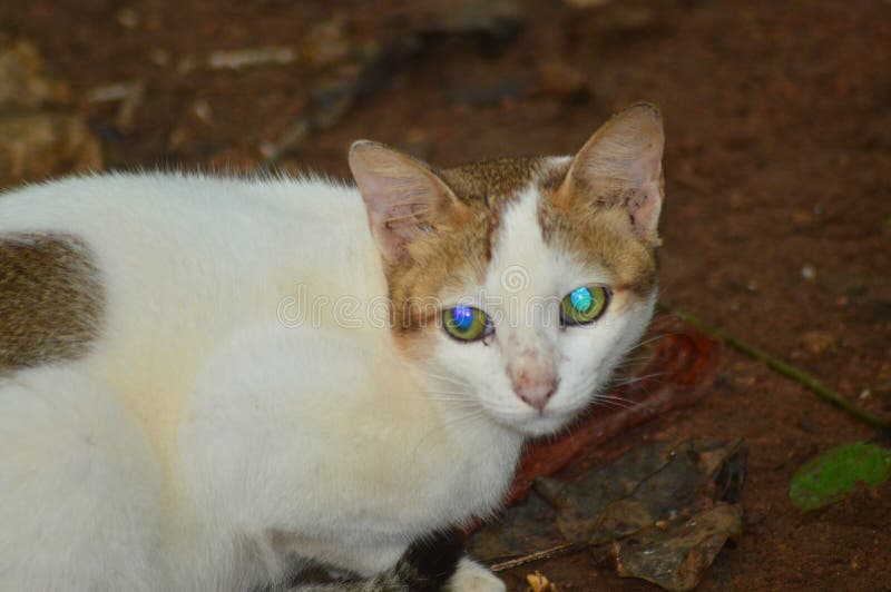 Cat with reflecting eyes stock photo. Image of kitten - 201947906