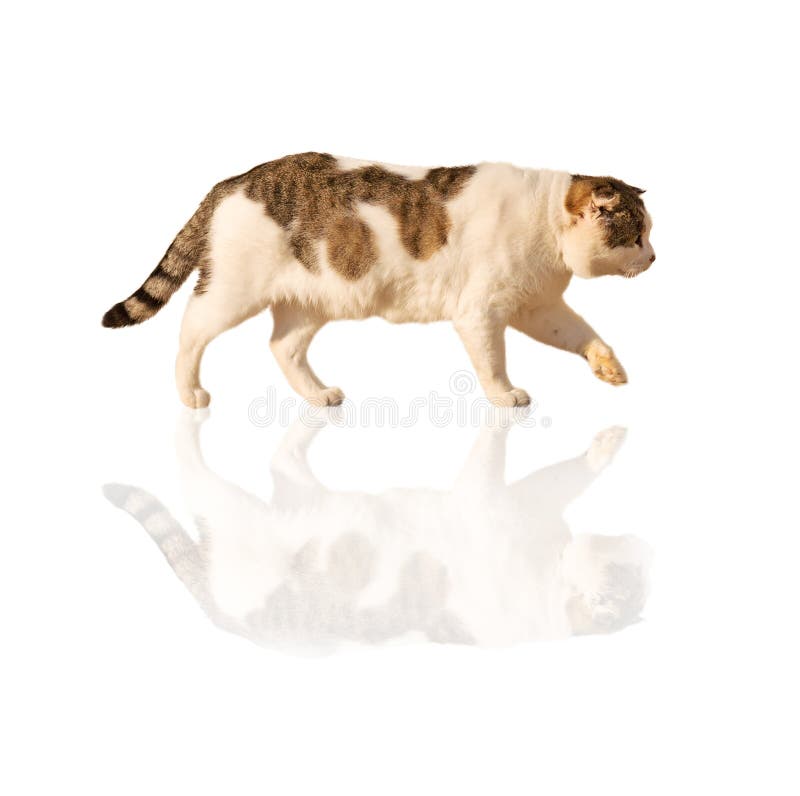 Cat reflection stock photo. Image of reflection, people - 37560070