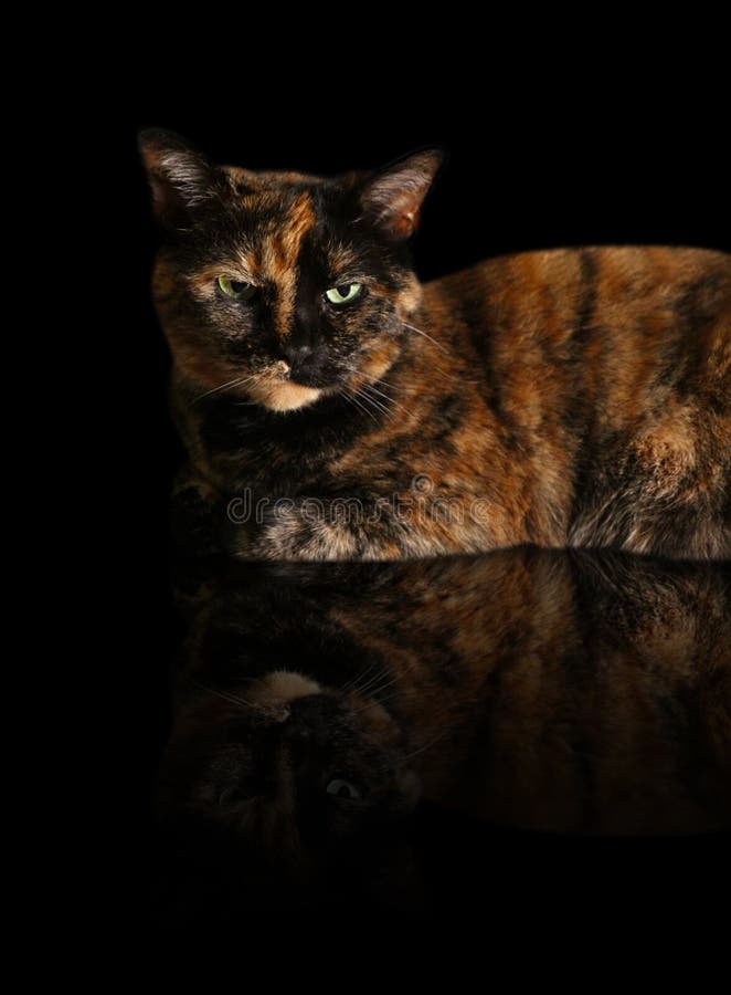 A Cats Reflection on Life stock image. Image of face - 47254705