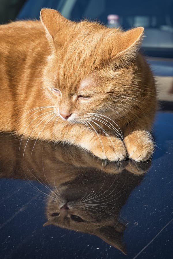 Cat Mirroring Stock Photos - Free & Royalty-Free Stock Photos from ...