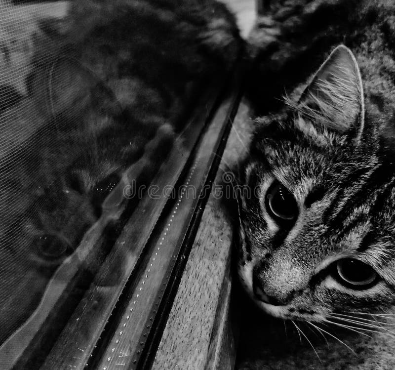 Cat Reflection in the Windows Stock Photo - Image of animal, nopeople ...