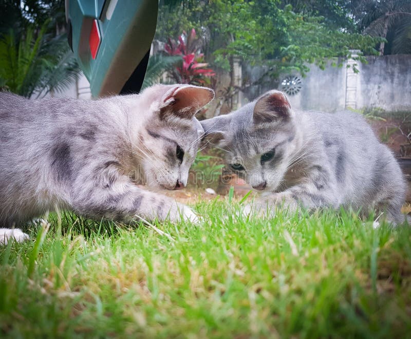 Cat with Reflections on Mirror Stock Image - Image of animal ...