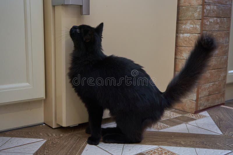 A Cat and a Refrigerator, a Black Cat is Waiting To Eat in the Kitchen ...