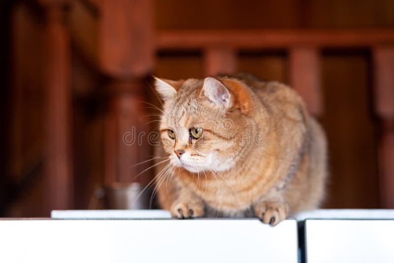 Cat on the Refrigerator, the Cat Looks Down from the Evening Stock ...