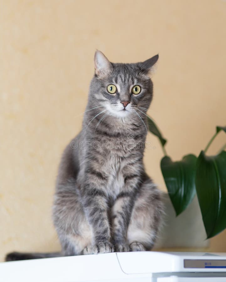 Cat on refrigerator stock photo. Image of animals, mammals - 51310156