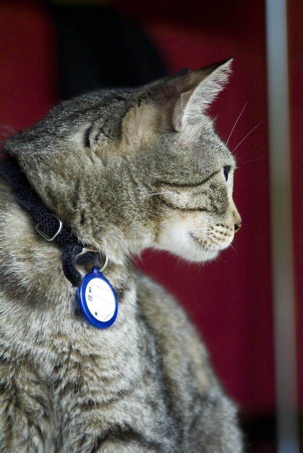 Cat with Regal Pose stock photo. Image of beautiful, whisker - 6804186