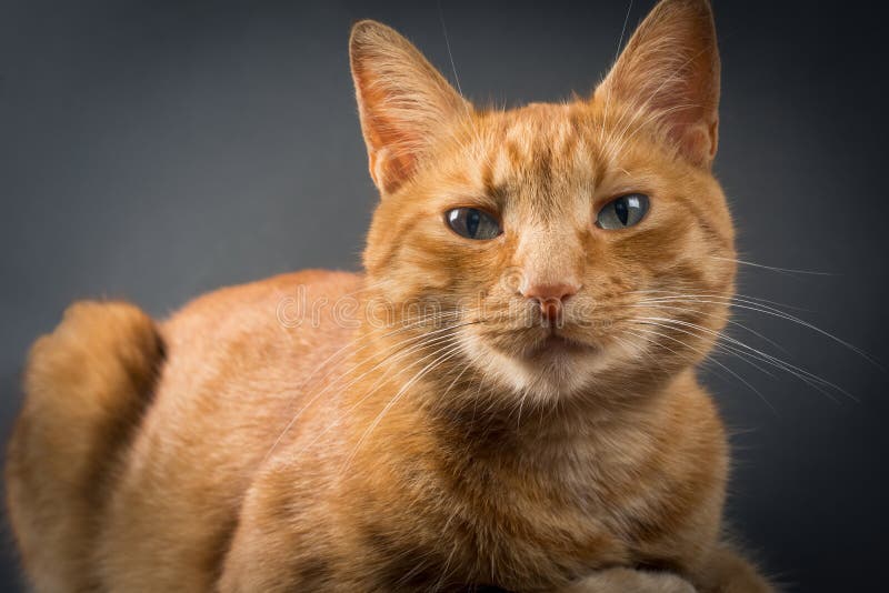 Cat Regards Stock Photos - Free & Royalty-Free Stock Photos from Dreamstime