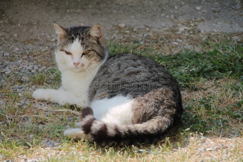 Cat stock photo. Image of rilassamento, relax, pleasure - 69373966