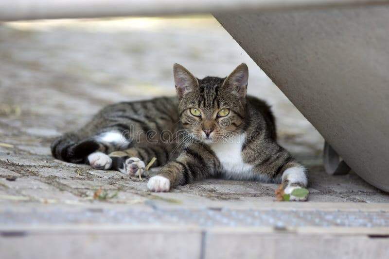 Cat Relax Outside and Watch at Camera Stock Photo - Image of camera ...