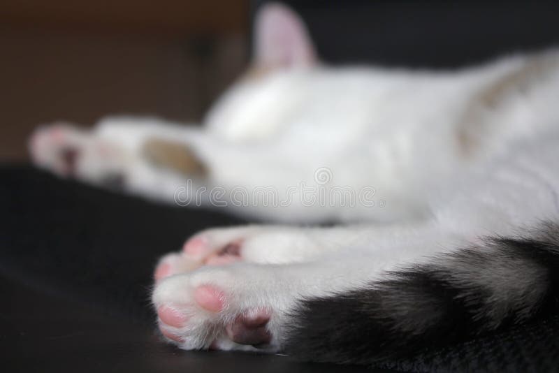 Cat relax stock image. Image of feet, white, tired, sleep - 50895155