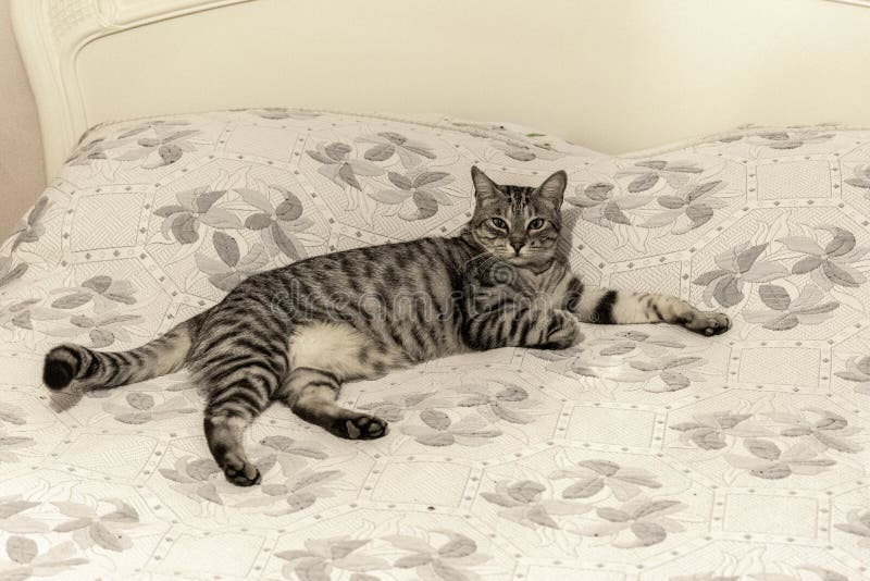 Cat Relaxed on the Bed at Home Stock Image - Image of cute, house ...