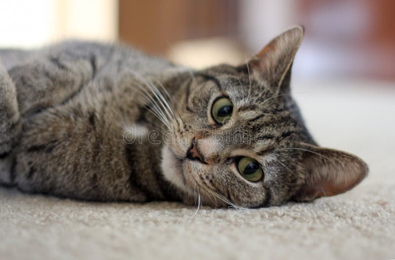 Cat relaxed stock photo. Image of carpet, whiskers, cute - 81677438