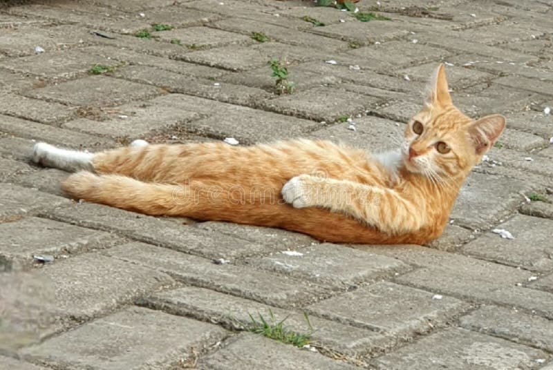 A Cat in a Relaxed Position Stock Image - Image of mammals, happy ...