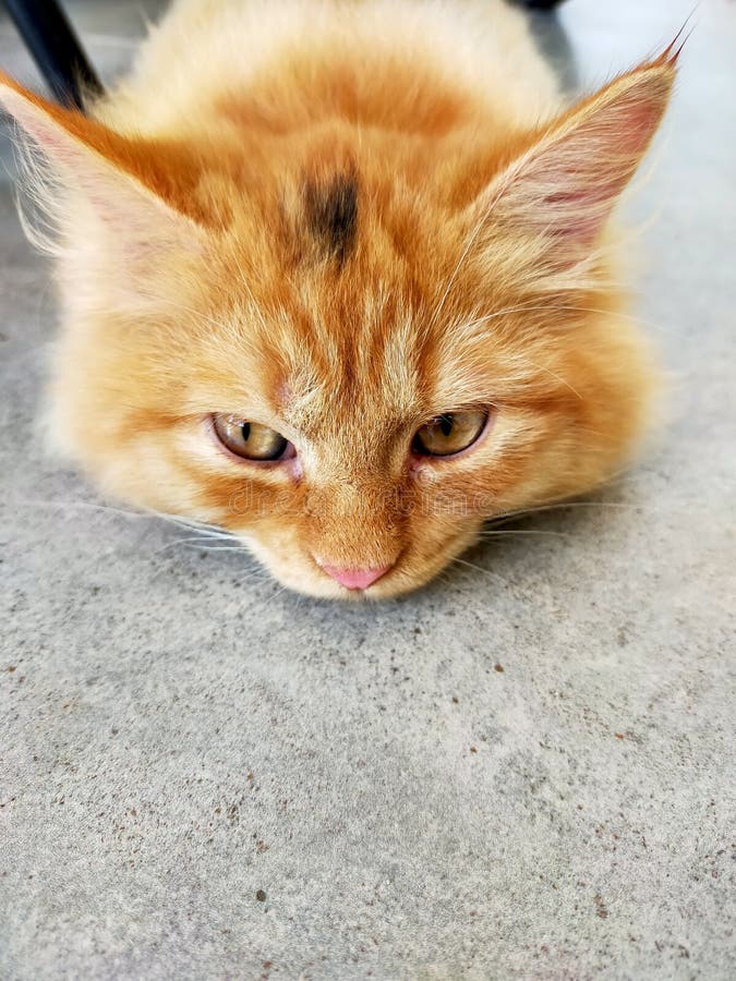 The Cat is Relaxing with a Black Mark on Its Head Stock Image - Image ...