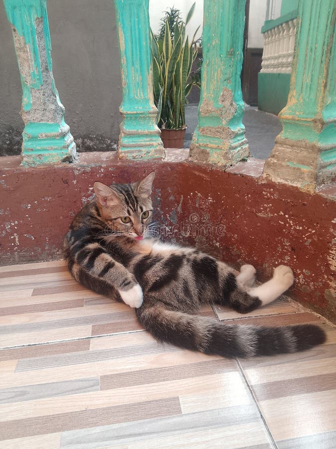 A Cat Relaxing while Cleaning Its Body Using Its Tongue Stock Image ...