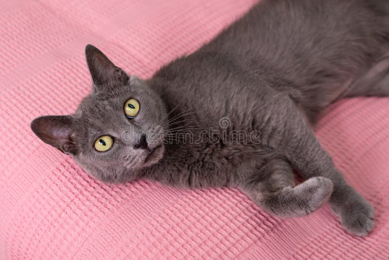 Cat Relaxing on the Couch. Russian Blue Cat Relaxing on the Sofa Stock ...