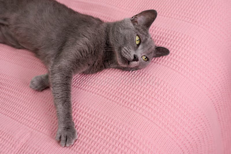 Cat Relaxing on the Couch. Russian Blue Cat Relaxing on the Sofa Stock ...