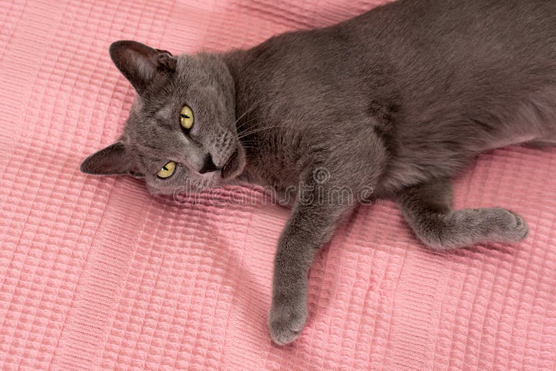 Cat Relaxing on the Couch. Russian Blue Cat Relaxing on the Sofa Stock ...