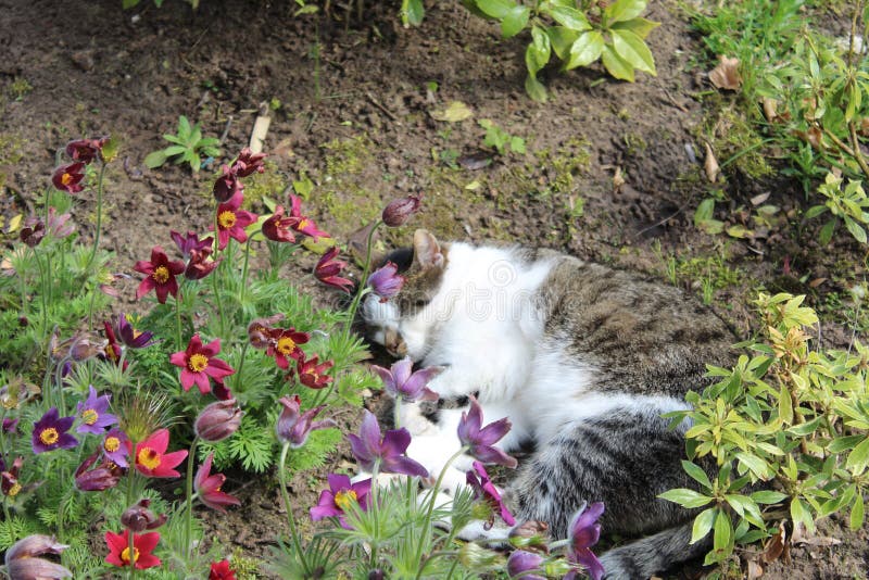 Cat Relaxing between Flowers Stock Photo - Image of young, nature ...