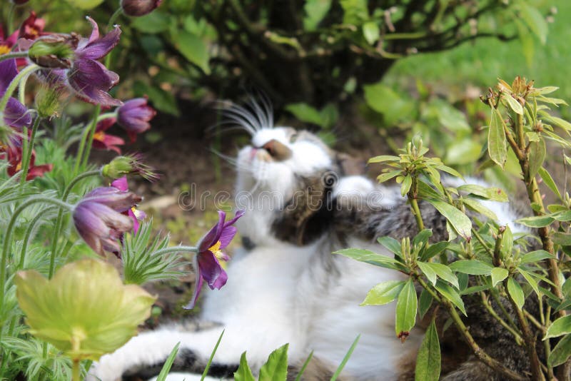 Cat Relaxing between Flowers Stock Photo - Image of cute, isolated ...